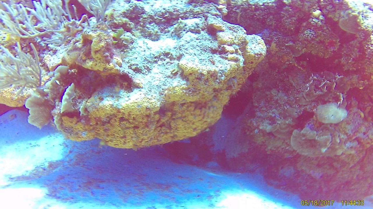 3 leg sea turtle - YouTube