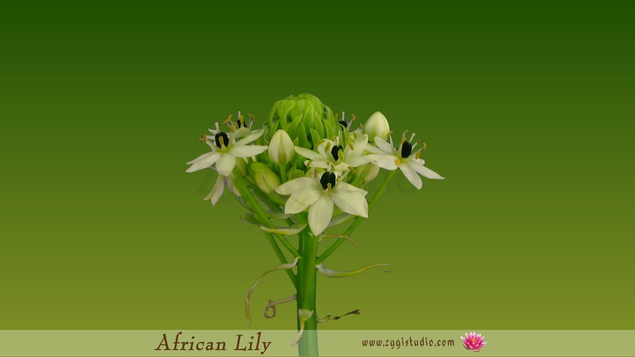 Timelapse of Opening White African Lily. - YouTube