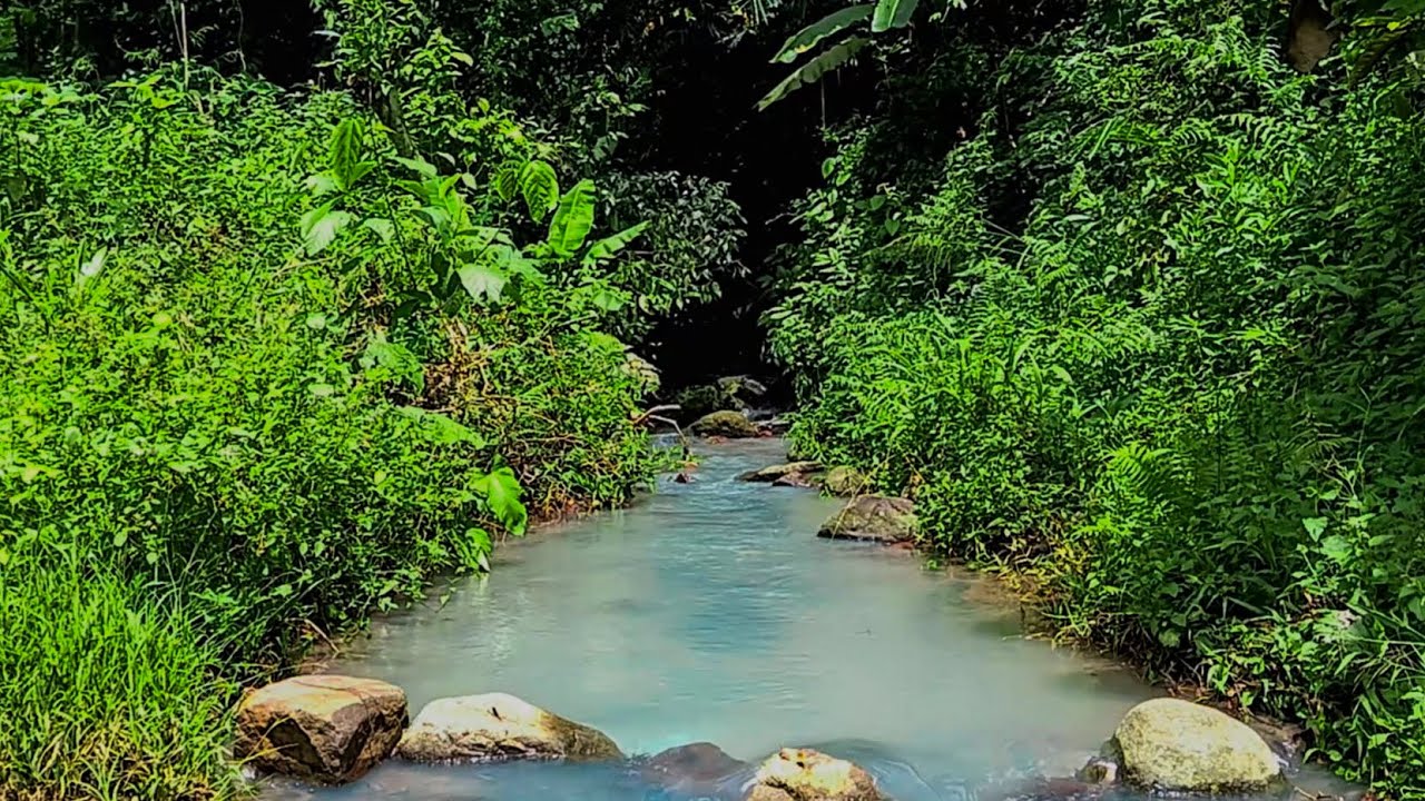 Soft Stream in Forest Sanctuary with Gentle Water Sounds for ...