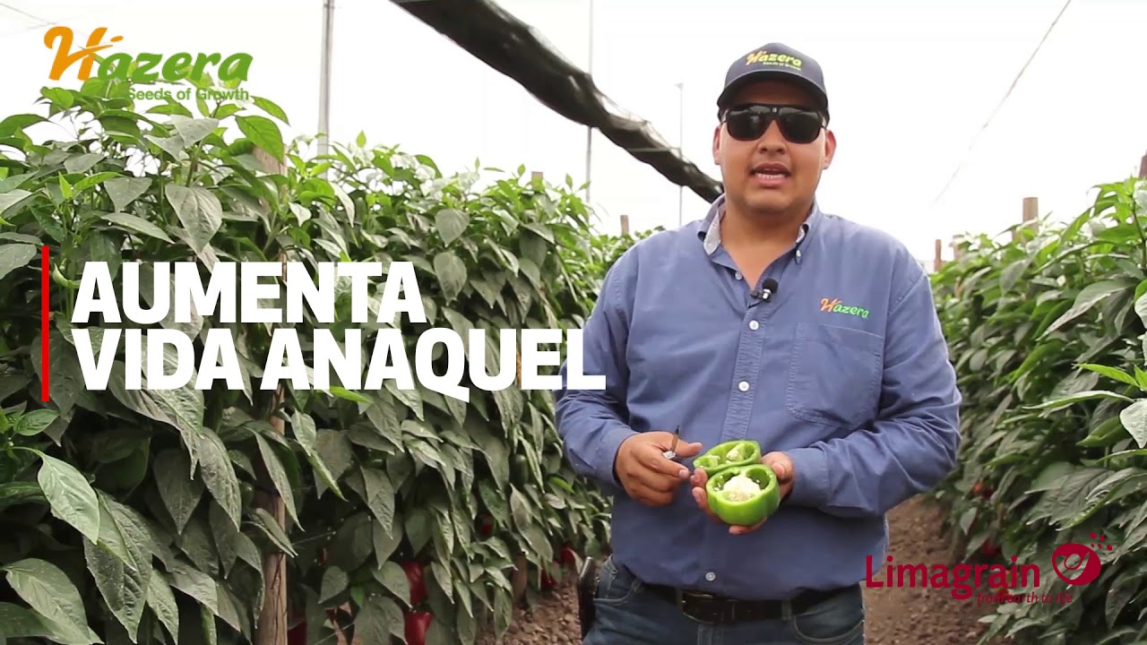 Hazera Pepper CARDINAL - YouTube