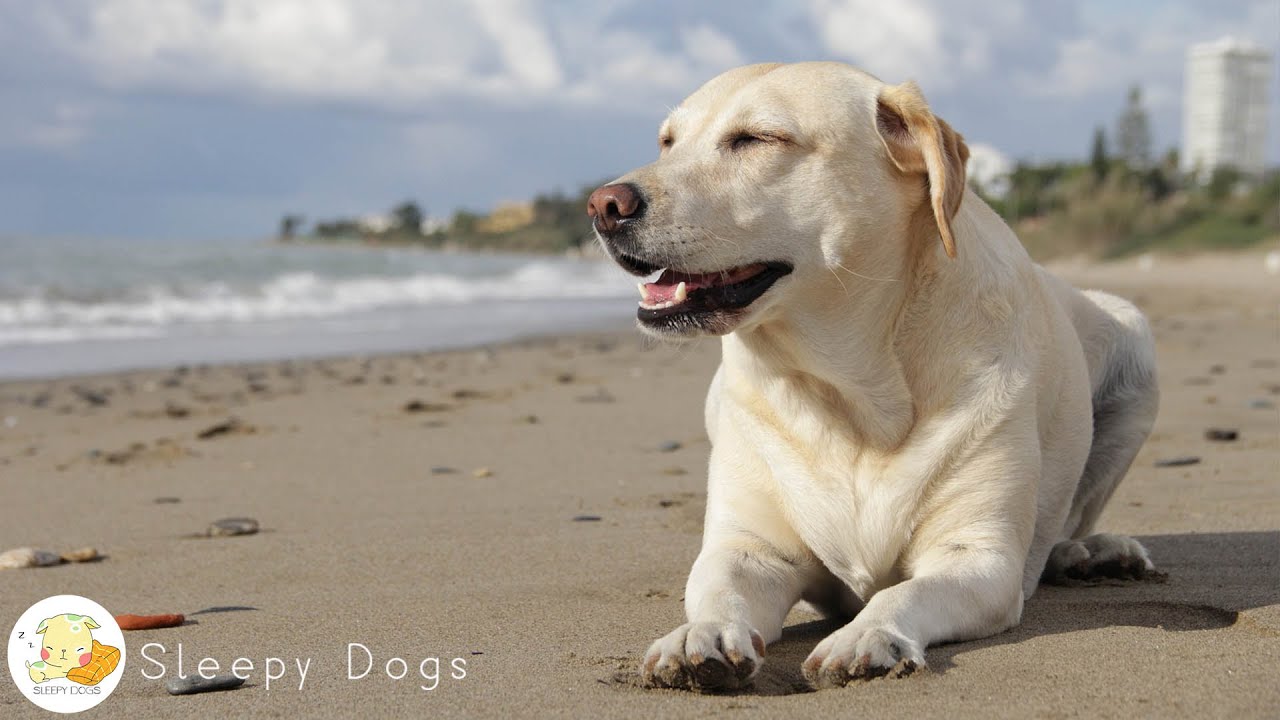10분안에 차분해져요 강아지가 좋아하는 음악🐶💖잔잔한 파도소리and강아지 안정되는 음악🐶🎵혼자있는 강아지를 위한 심리안정음악