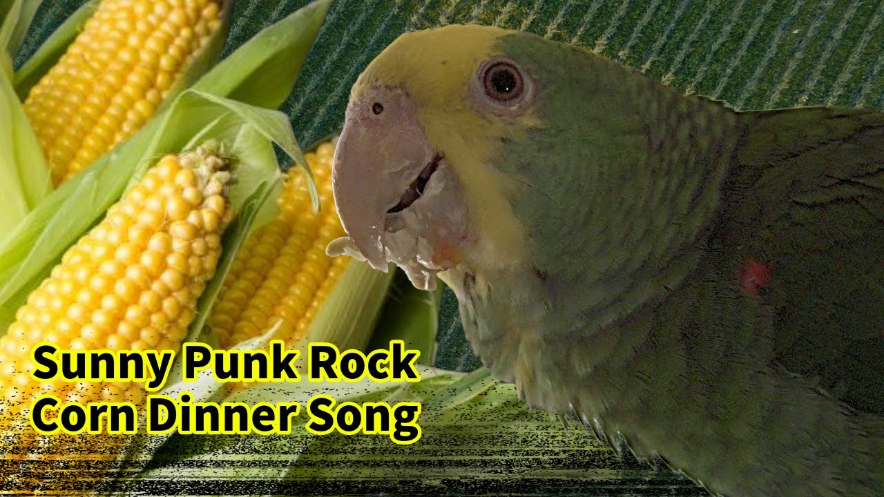Sunny the Parrot eating corn: a punk rock dinner song - YouTube