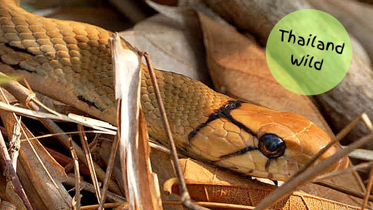 A Brief Encounter with a Radiated Rat Snake / Copperhead Racer ...