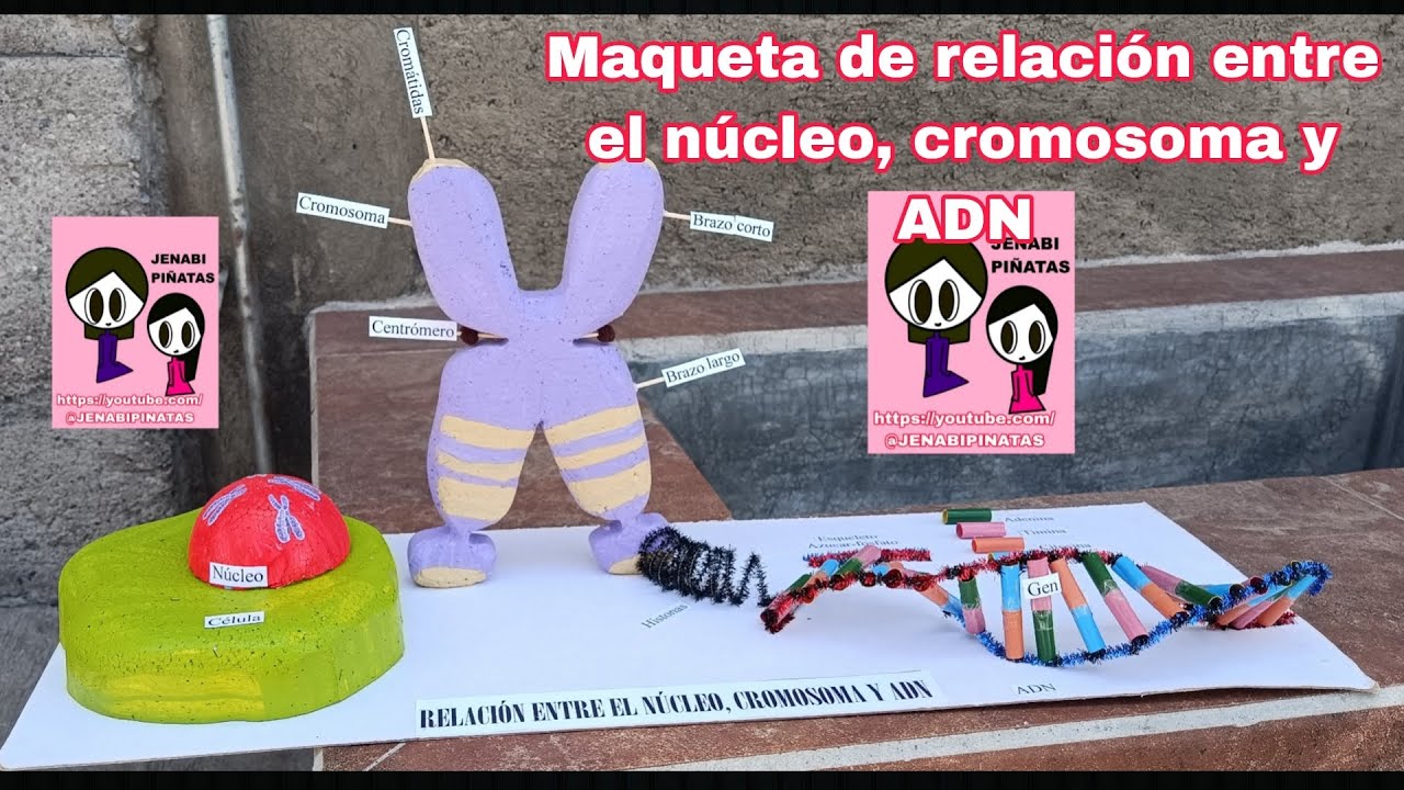 Cromosoma En Modelo De Célula Animal La Cêlula Animal, Modelo