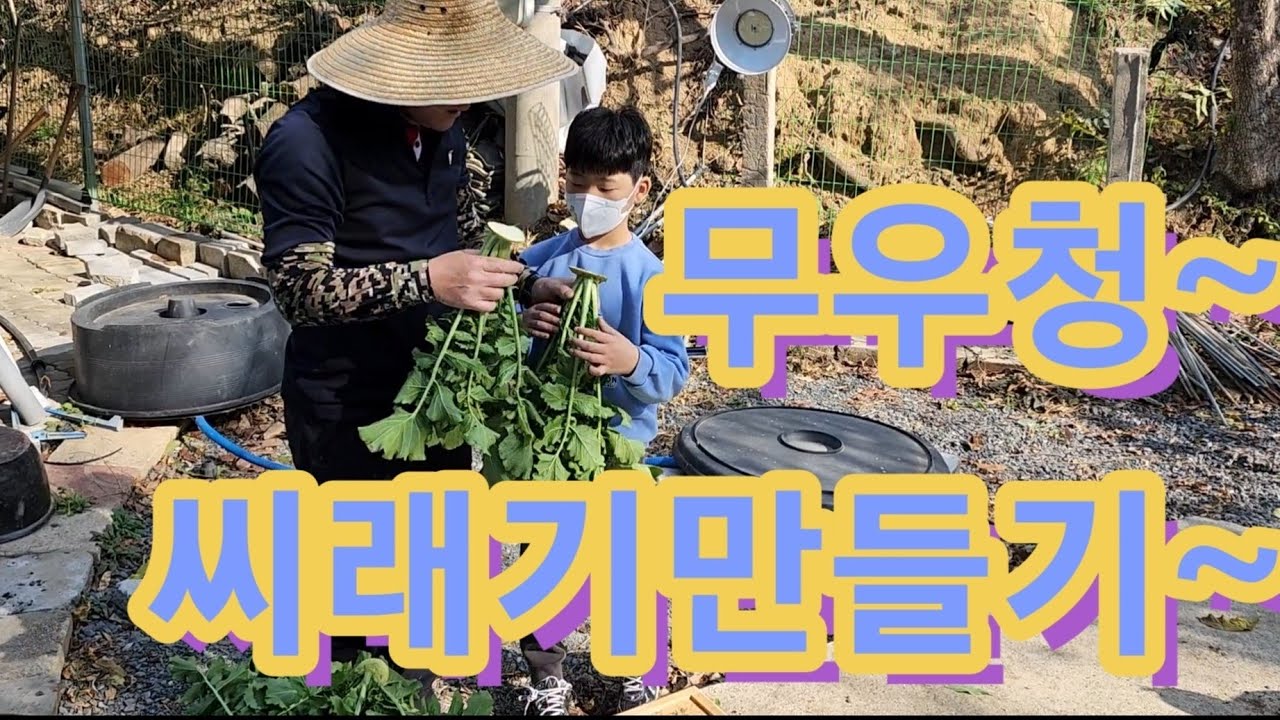 초보농군 주말농장 텃밭농사 깍두기김치 김장대비 무우수확 씨래기 무우청 씨레기만들기 멋진조카랑 즐거운 농사이야기~ 초보농부 시래기