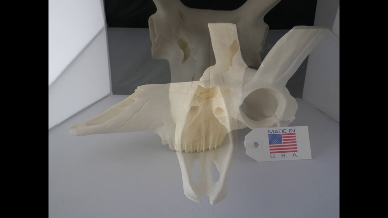 Wyoming Pronghorn Antelope Reproduction Euro Skull Mount - YouTube