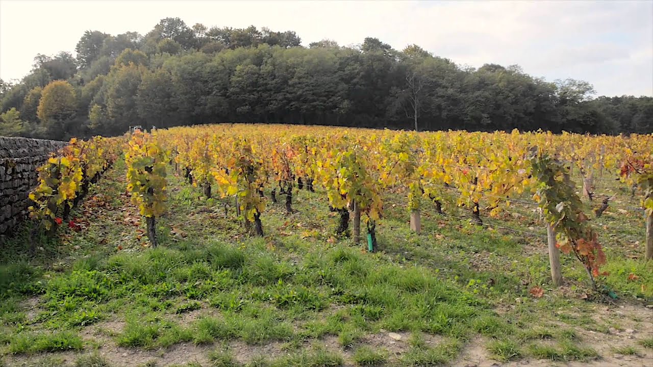 Accueil | Domaine du Meix Foulot