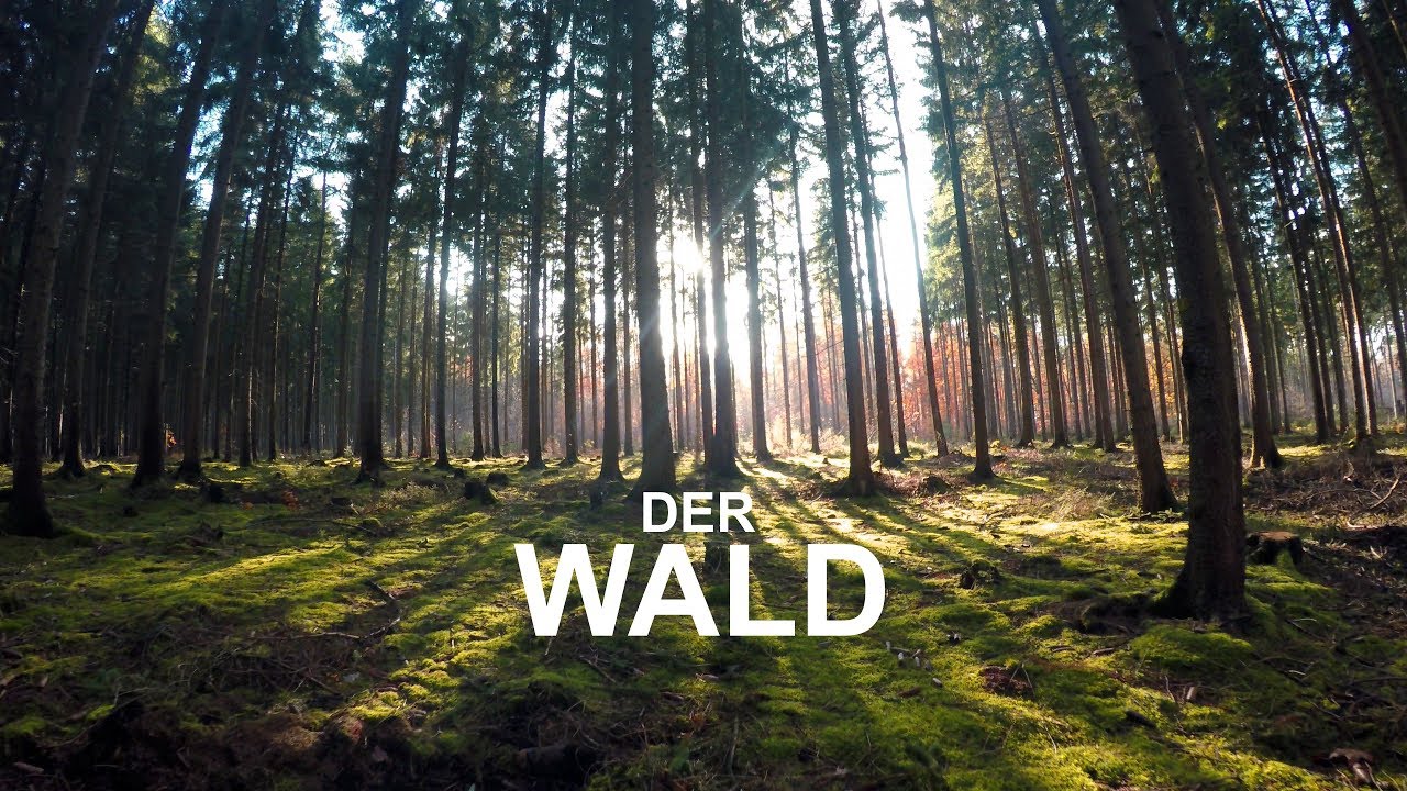 Der WALD in 4K - YouTube
