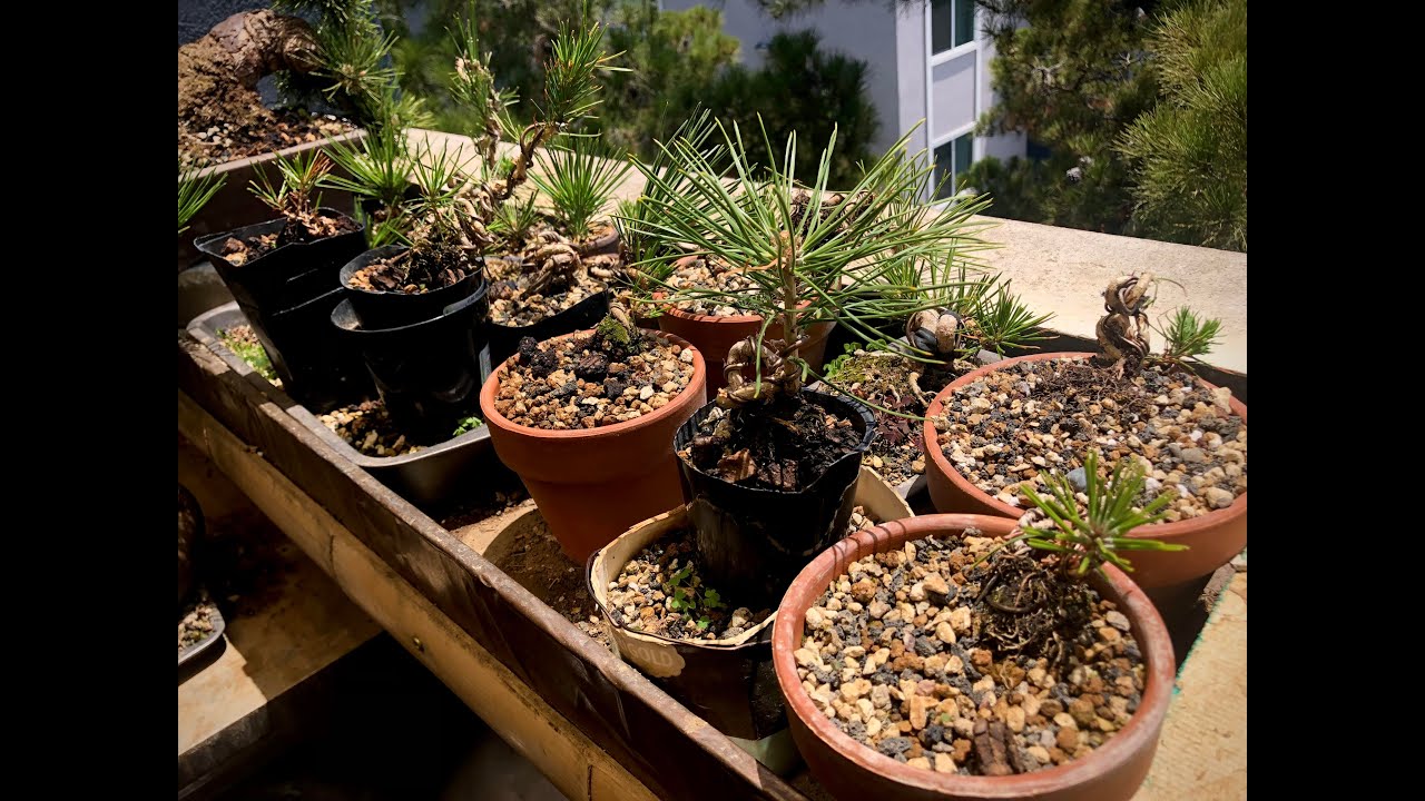 Patricia O'Connor, The Bonsai Balcony: Growing larger numbers of ...