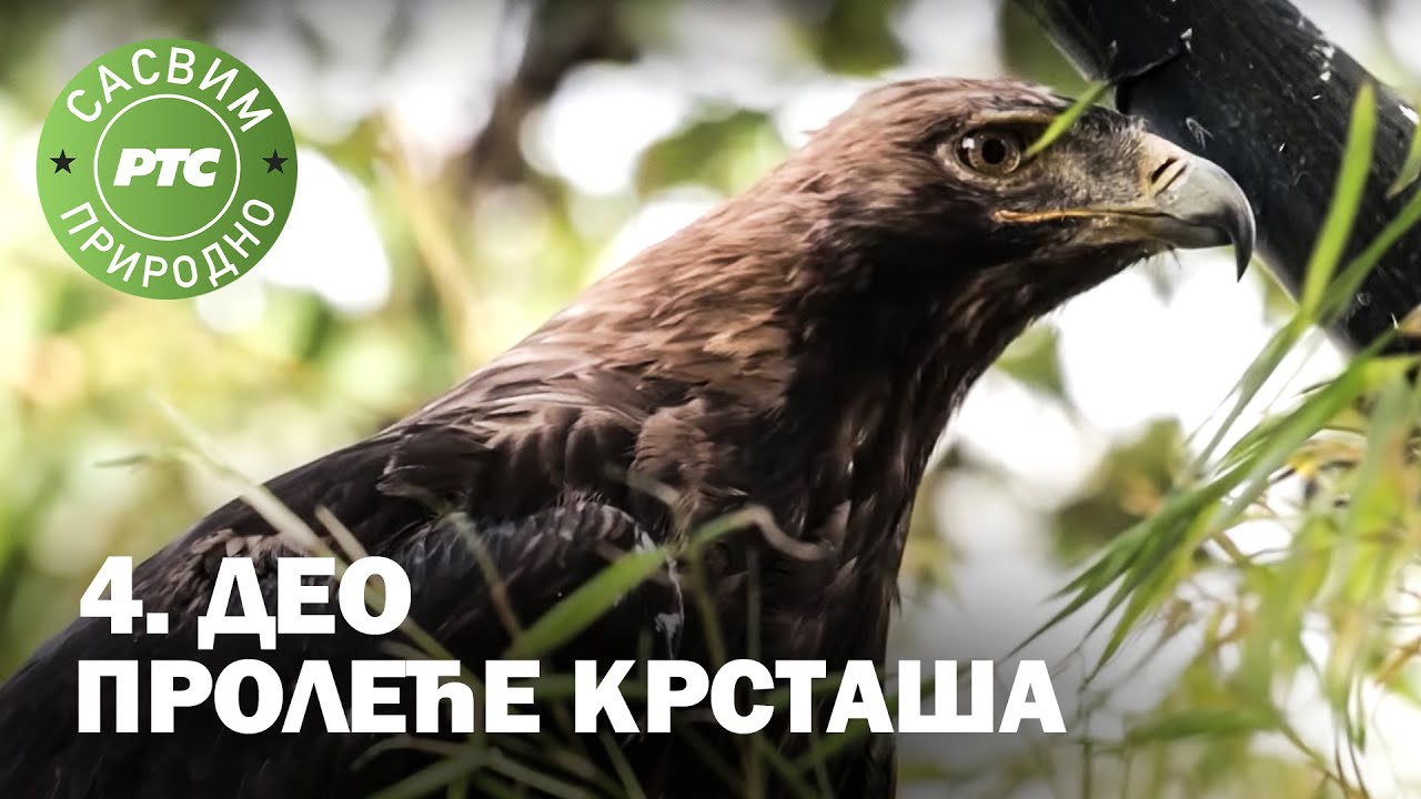 Sasvim prirodno: Proleće krstaša, 4. deo (Jovan Memedović) - YouTube