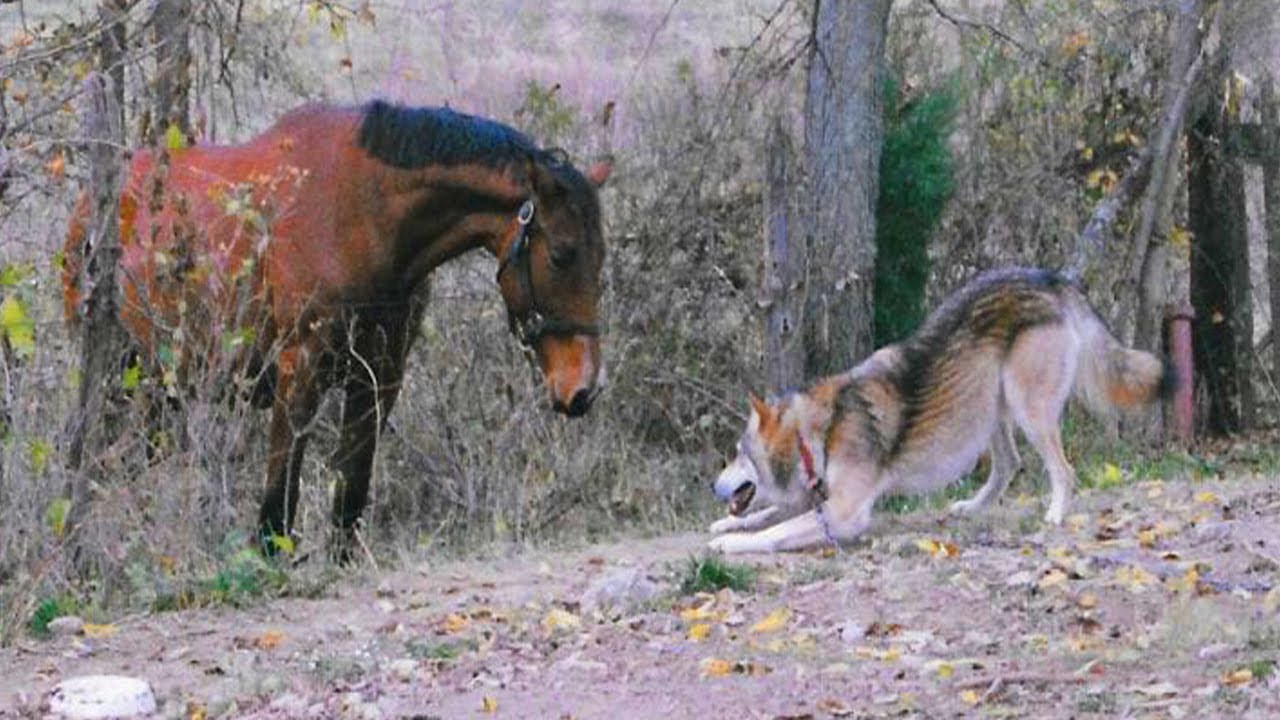 6 WILD WOLVES TRAPPED THE HORSE BUT THEN IT DID SOMETHING INCREDIBLE ...