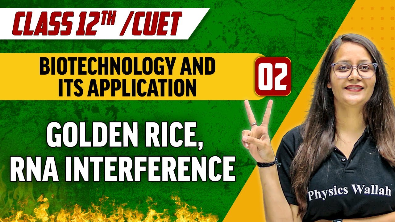 Biotechnology and its Application 02 | Golden Rice | RNA Interference ...