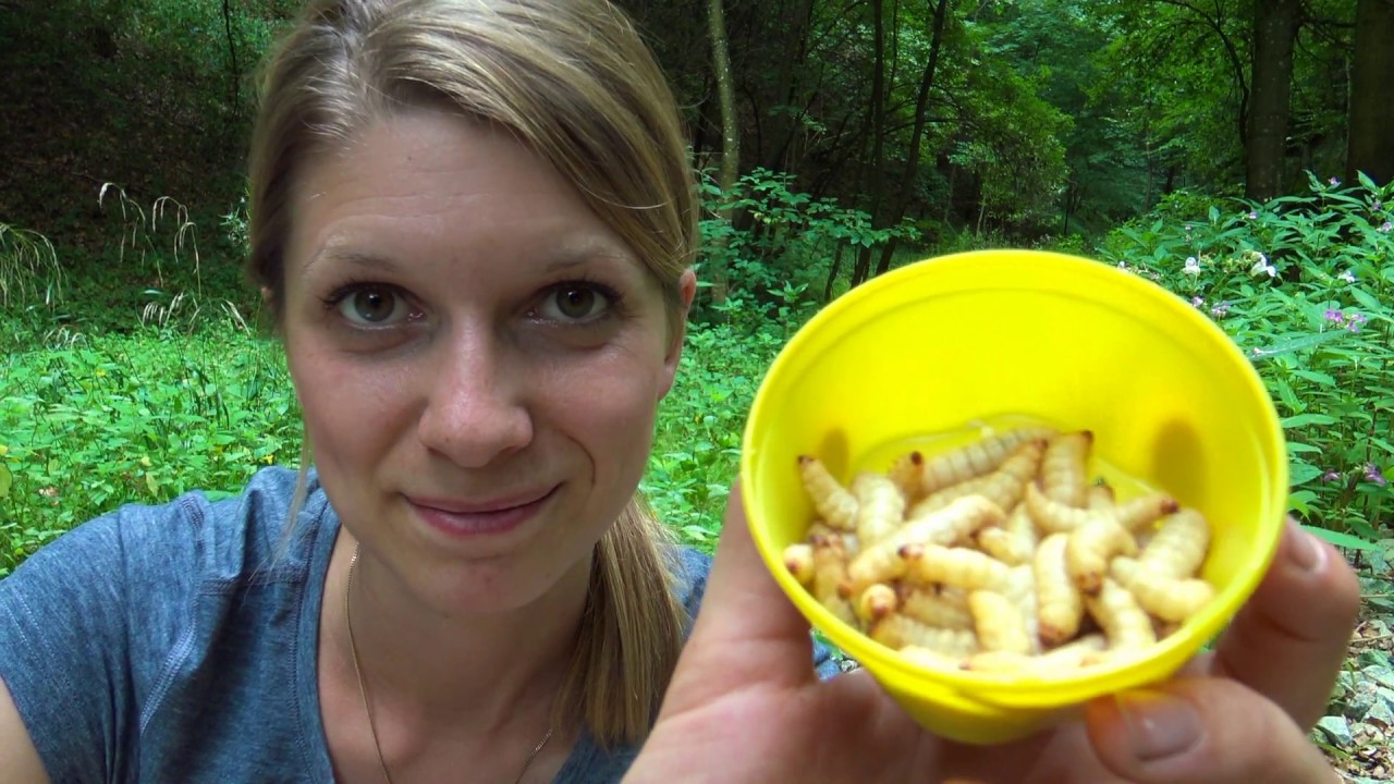 Facts about insects survival food - The ultimate maggot burger - YouTube