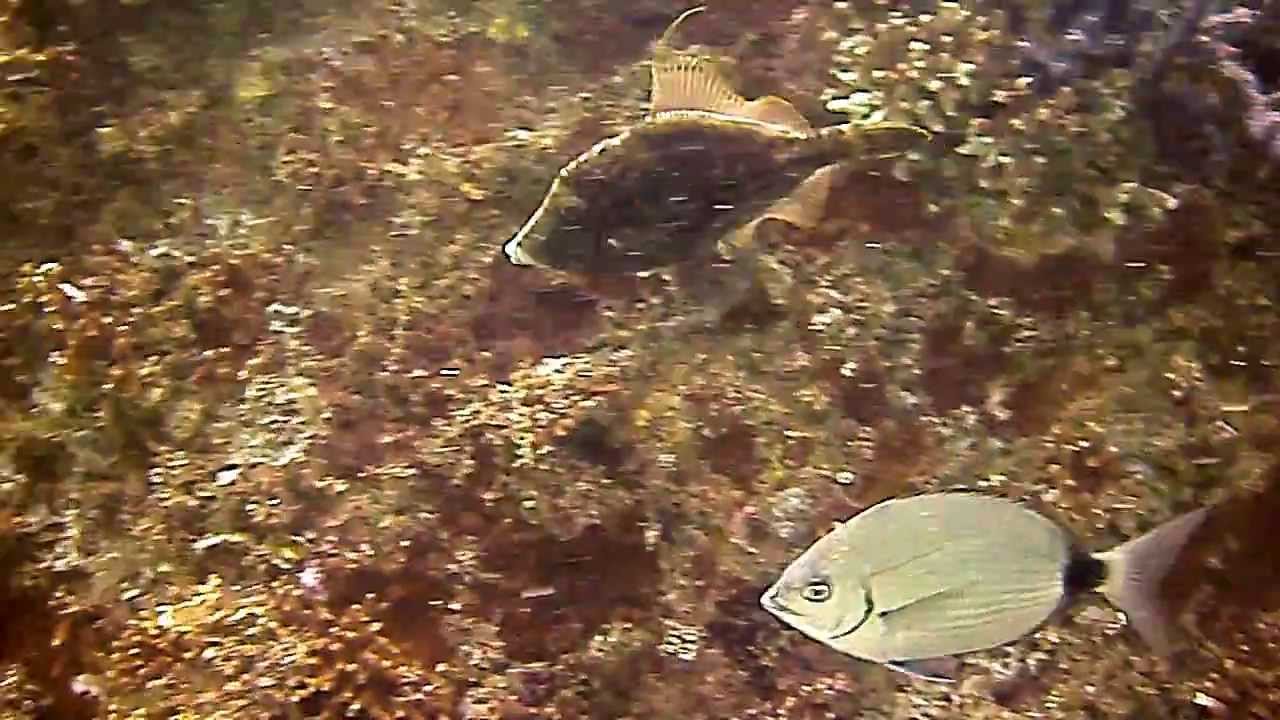 Planehead filefish on the USS Indra - YouTube
