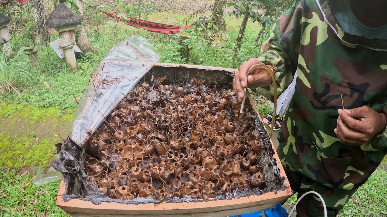 Stingless Beekeeping in Bali: Exploring the Balangan Bee Farm - YouTube