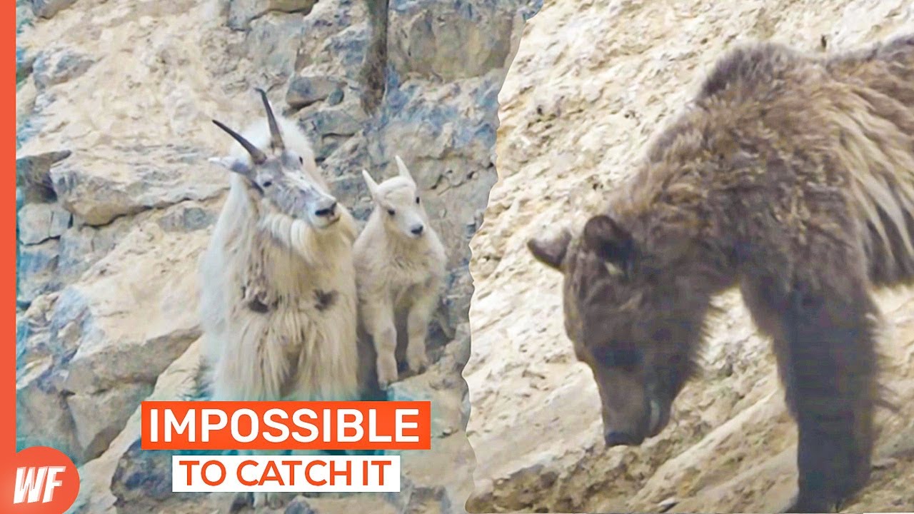 Why It's Impossible for Bears to Hunt Mountain Goats? - YouTube