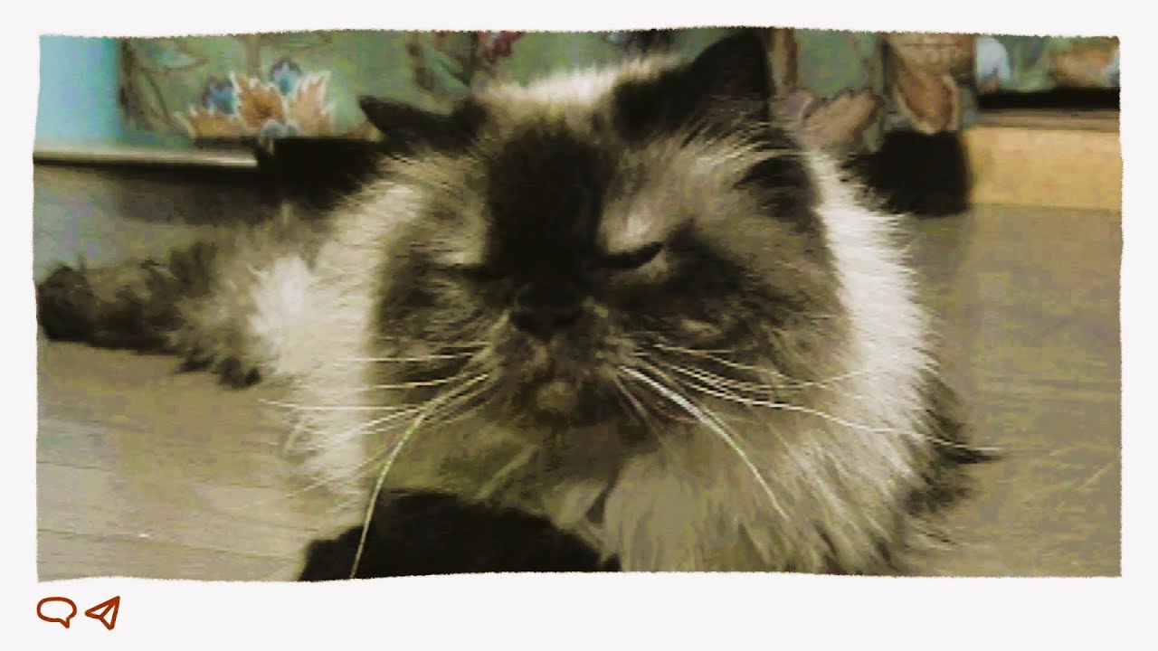 My cat Moo - She is in heaven now - YouTube