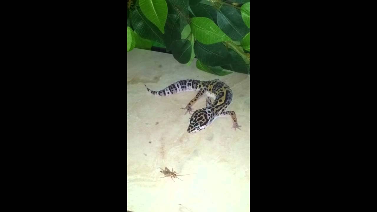 Leopard gecko eats cricket - YouTube