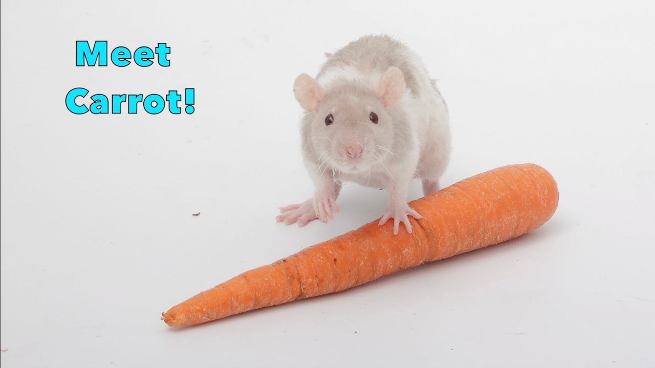 Meet my New Rat Carrot! - YouTube