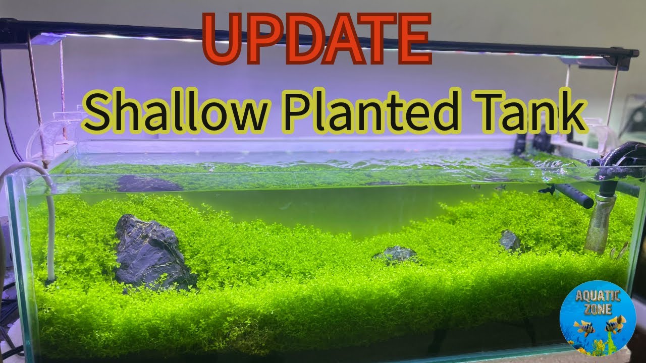 Shallow Planted Aquarium | Iwagumi Aquascape | Easiest Monte Carlo ...