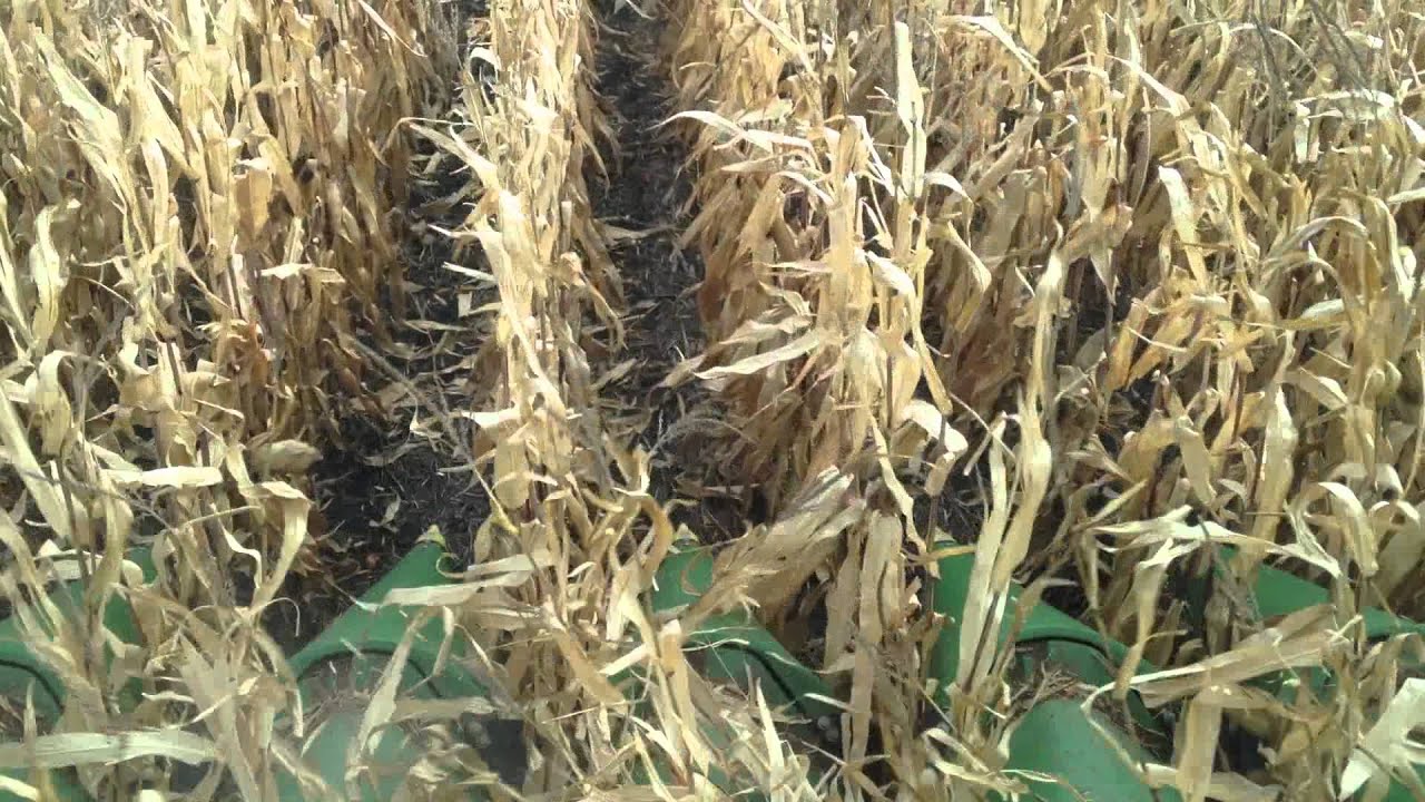 Corn Harvest with Cereal Rye Cover Crop in Strip Till - YouTube