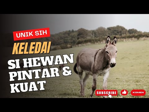 10 Fakta Unik & Menarik Tentang Keledai - Fakta Keledai - Fakta Unikku