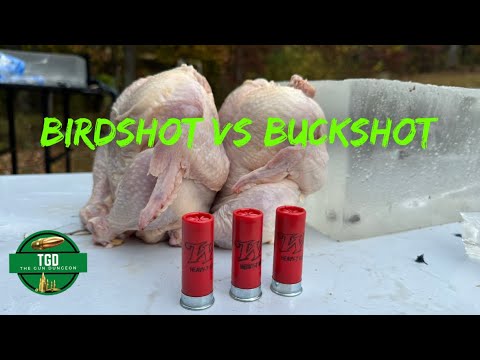 12 Gauge Bird Shot VS Buckshot Ballistic Chickens - YouTube