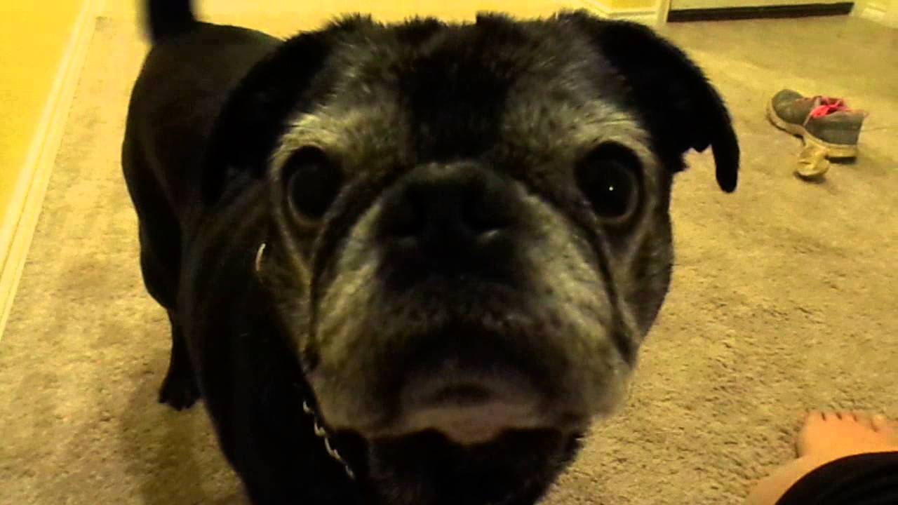 Harley (7yrs) Tooka Rask - YouTube