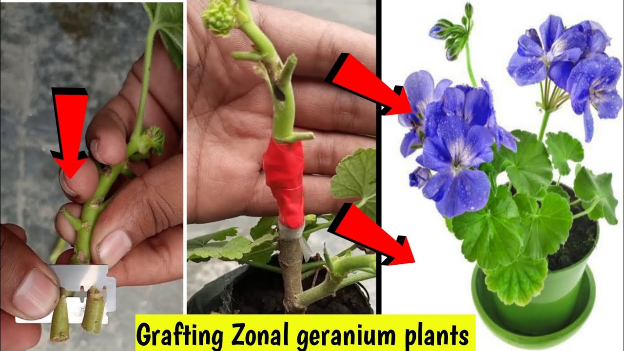 How to graft Zonal geranium plants - YouTube