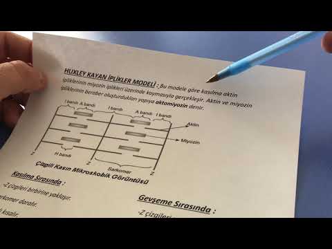 DESTEK VE HAREKET SİSTEMİ-5.BÖLÜM HUXLEY’İN KAYAN İPLİKLER MODELİ (UĞUR HOCA)