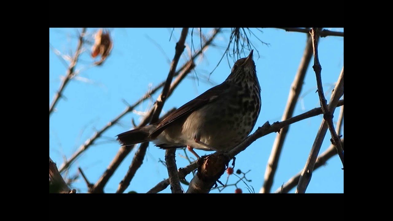 Hermit Thrush "chup" call & whistle call - YouTube