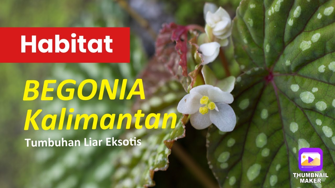 Habitat Alami Tanaman Begonia Asli Perbukitan Kapur Pegunungan Meratus ...