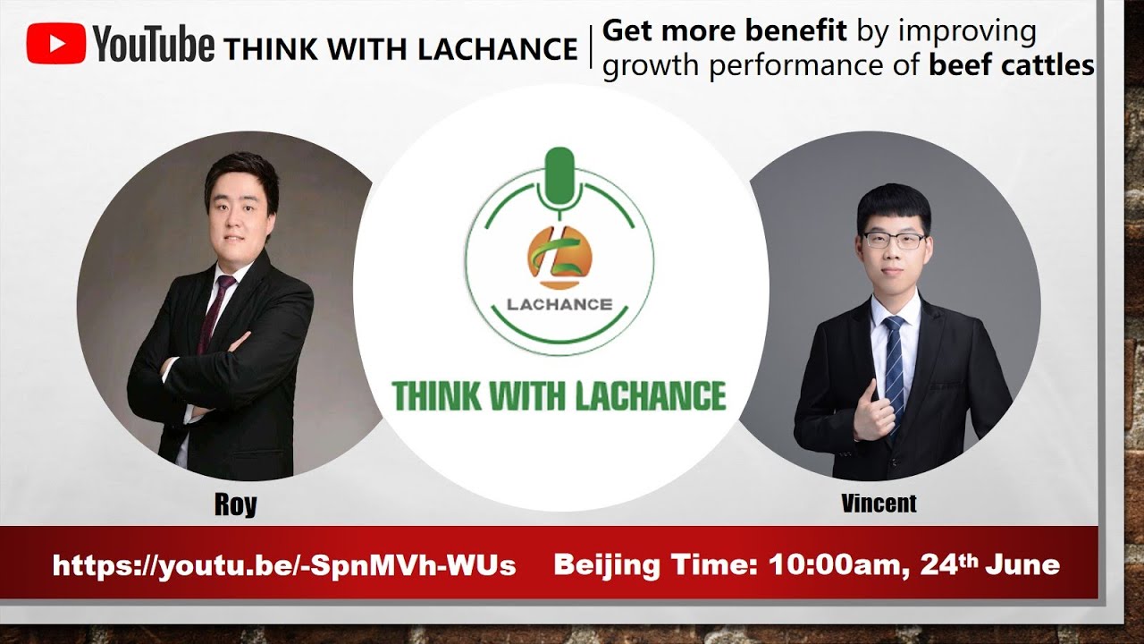 Improve Cattle Weight Gain | A safe way to fatten up beef cattle ...