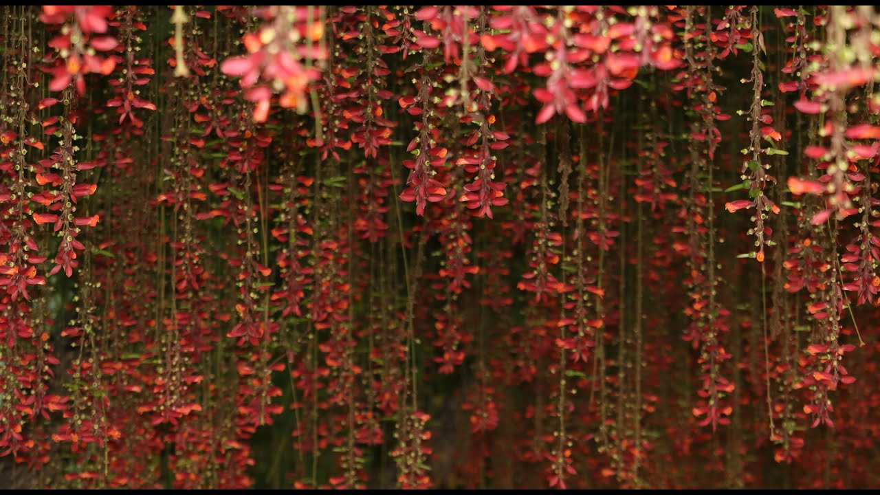 বাসর লতা ফুলের সৌন্দর্য।The beauty of basar vine flowers. - YouTube