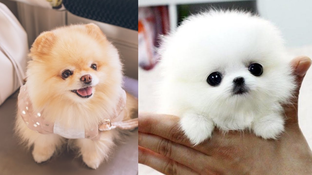 OMG soo cute pomo dogs 🐶🐶 Best Funny and cute pomo dogs videos #2 - YouTube