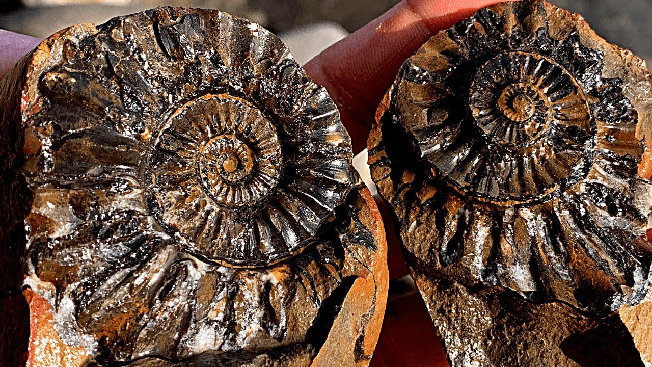Unbelievable Ammonite Split Open - Fossil Hunting Finds - YouTube