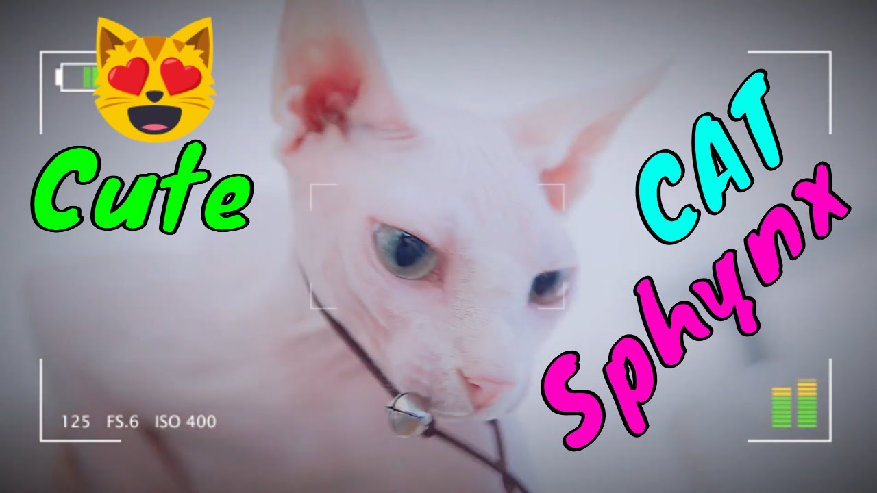 Cute Sphynx Cat - Model Beerus Hakaishin Sama In The Real Life 3 ...