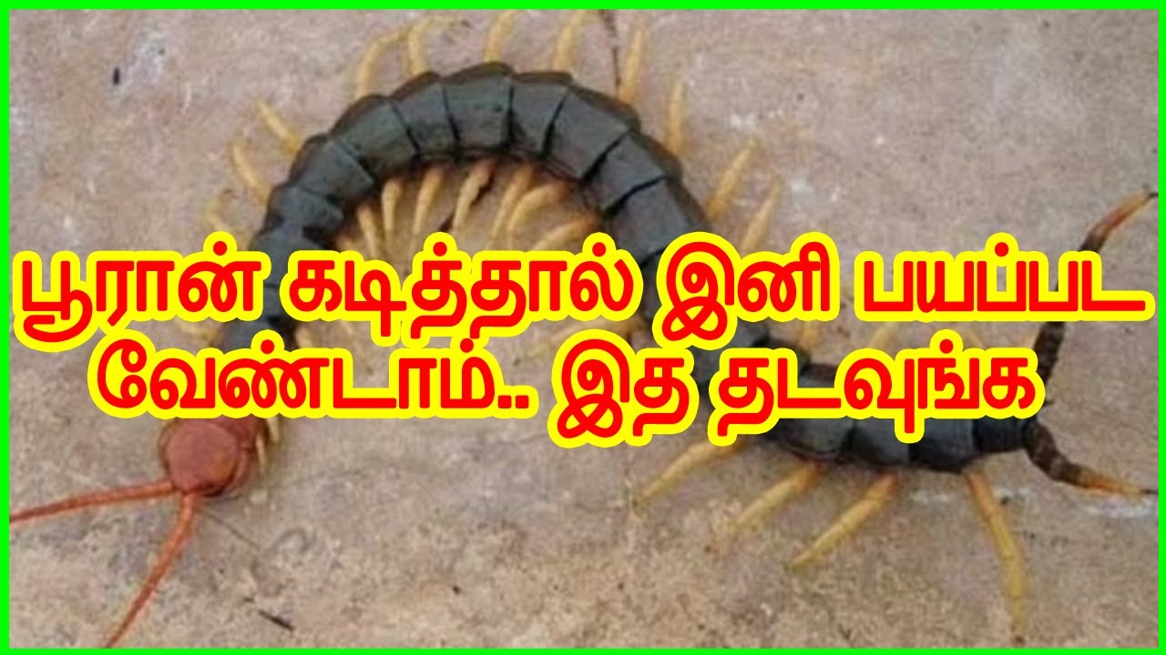 பூரான் கடித்தால் அது மேல் இத தடவுங்க | pooran kadi marunthu tamil ...