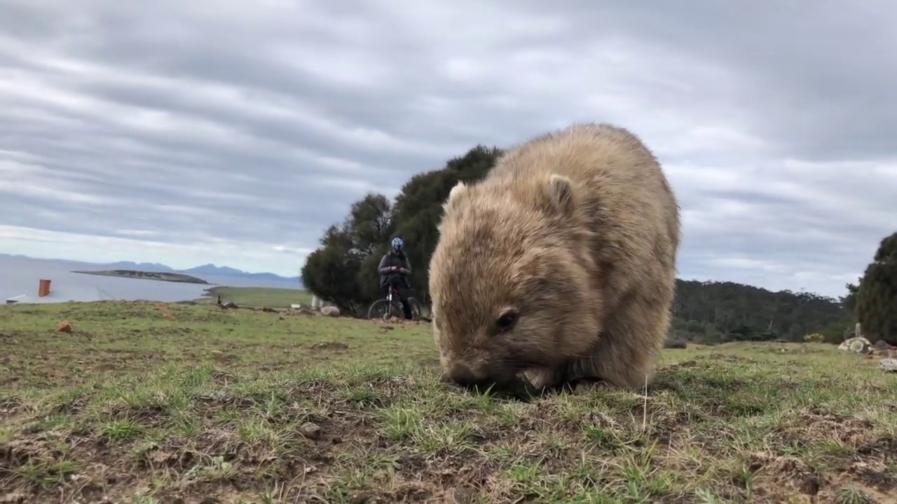 Wombats - my spirit animal :) - YouTube
