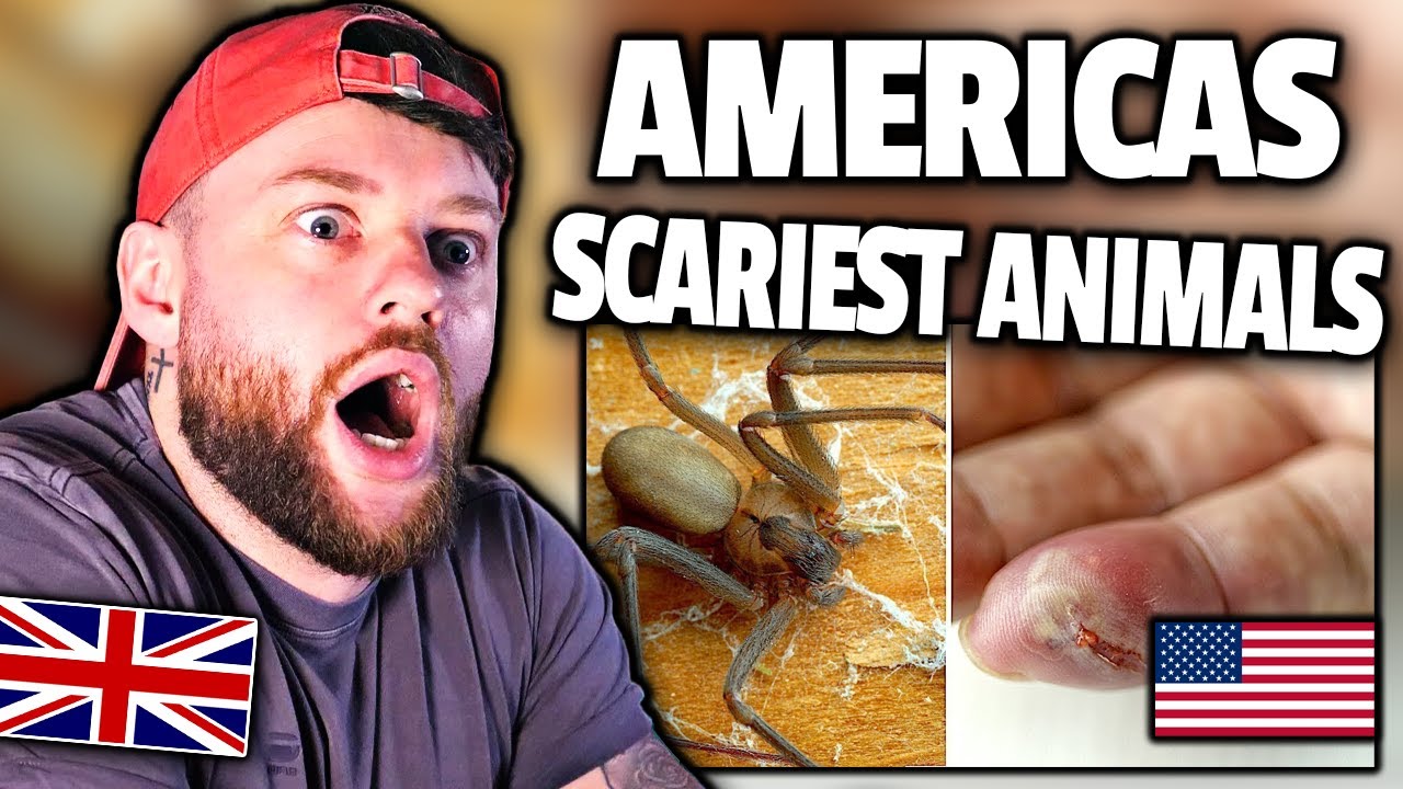 TERRIFIED BRIT Reacts to AMERICAS MOST DANGEROUS ANIMALS - YouTube