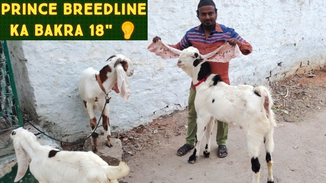 7989290247 | prince breedline ka bakra hyderabadi breeder aur gulabi ...