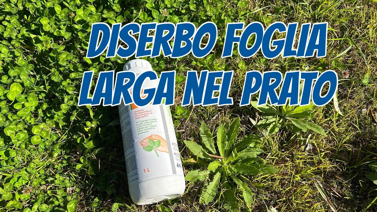 Come Diserbare il prato dalle infestanti a foglia larga - diserbo ...