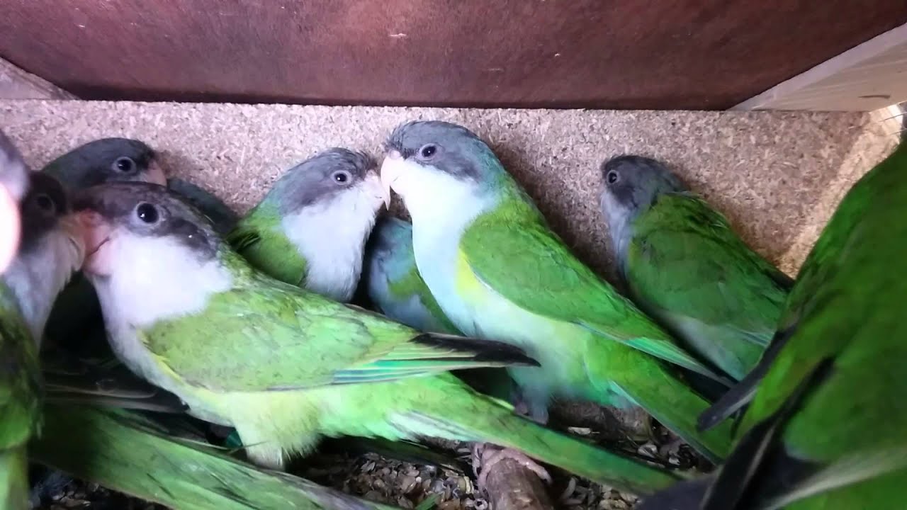 輸入ユウギリインコ Grey-hooded parakeet / Sierra Parakeet - YouTube