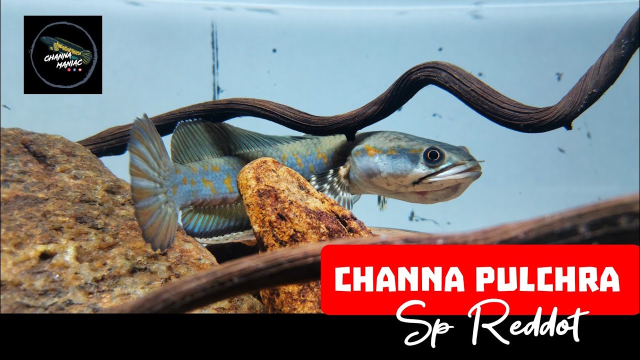 Channa Pulchra Sp red dot - YouTube