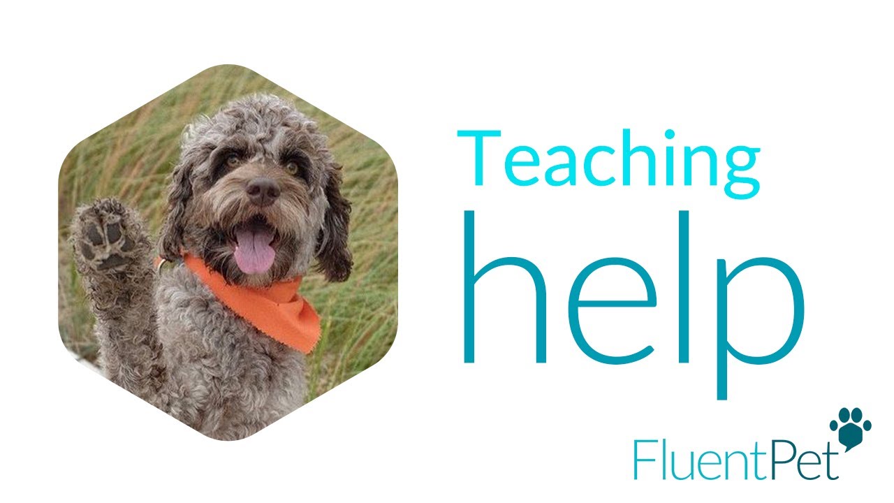 Teaching HELP | FluentPet Buttons - YouTube