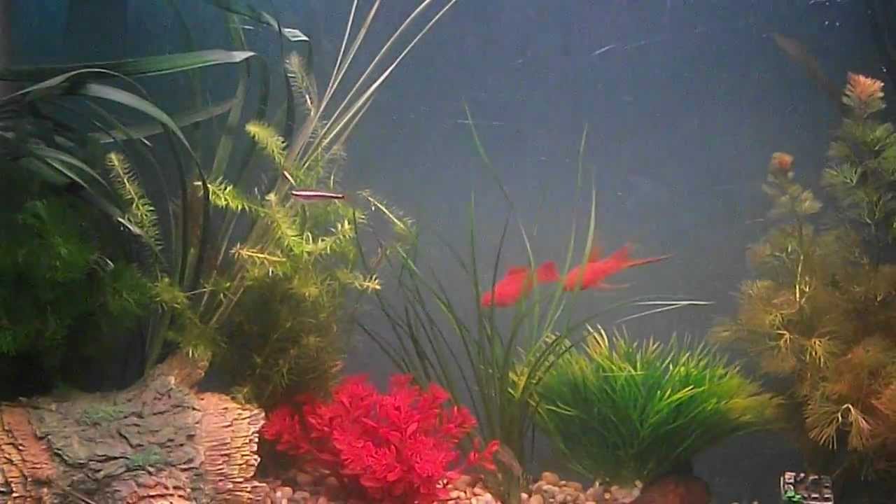 Tropical Fish. Neon Tetra, Albino Plec, White Cloud Mountain Minnow ...