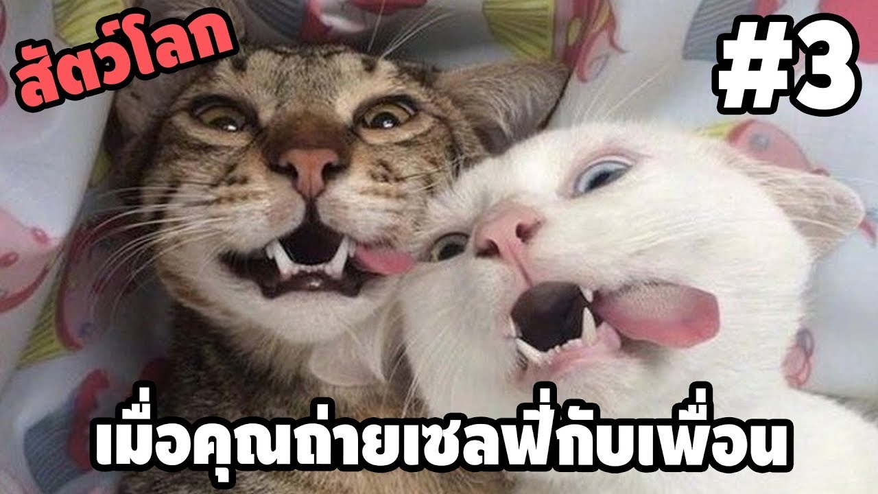 Ep 3 Easy Boy ep-3-easy-boy
