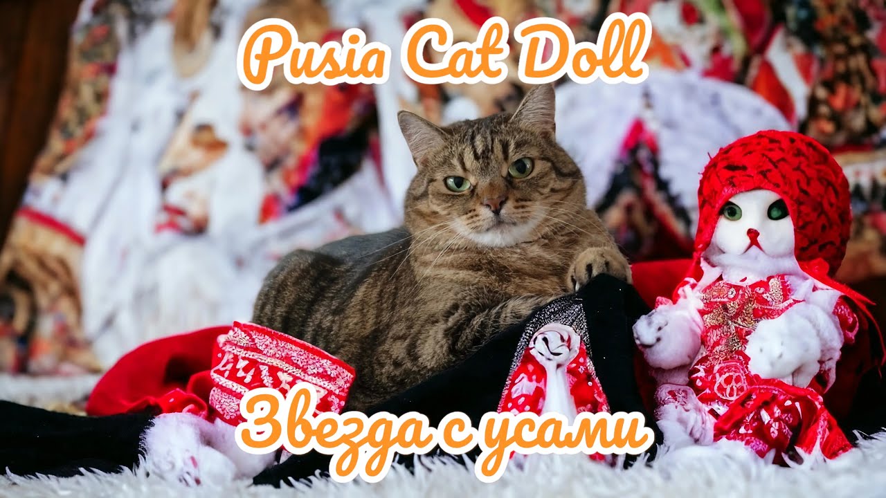 Pusia Cat Doll - Звезда с усами (Не трогай мой хвост) || (Official Lyric Video) - YouTube
