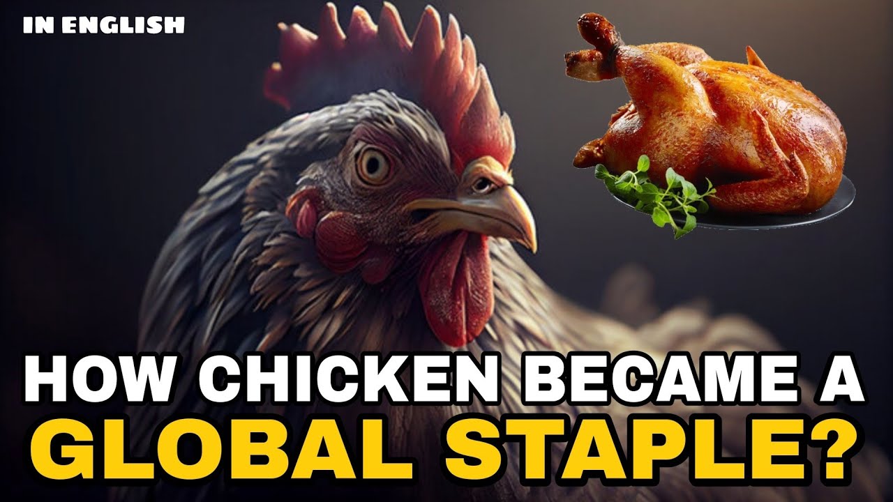 How Chicken Became a Global Staple? : The Journey From Ancient Times to ...