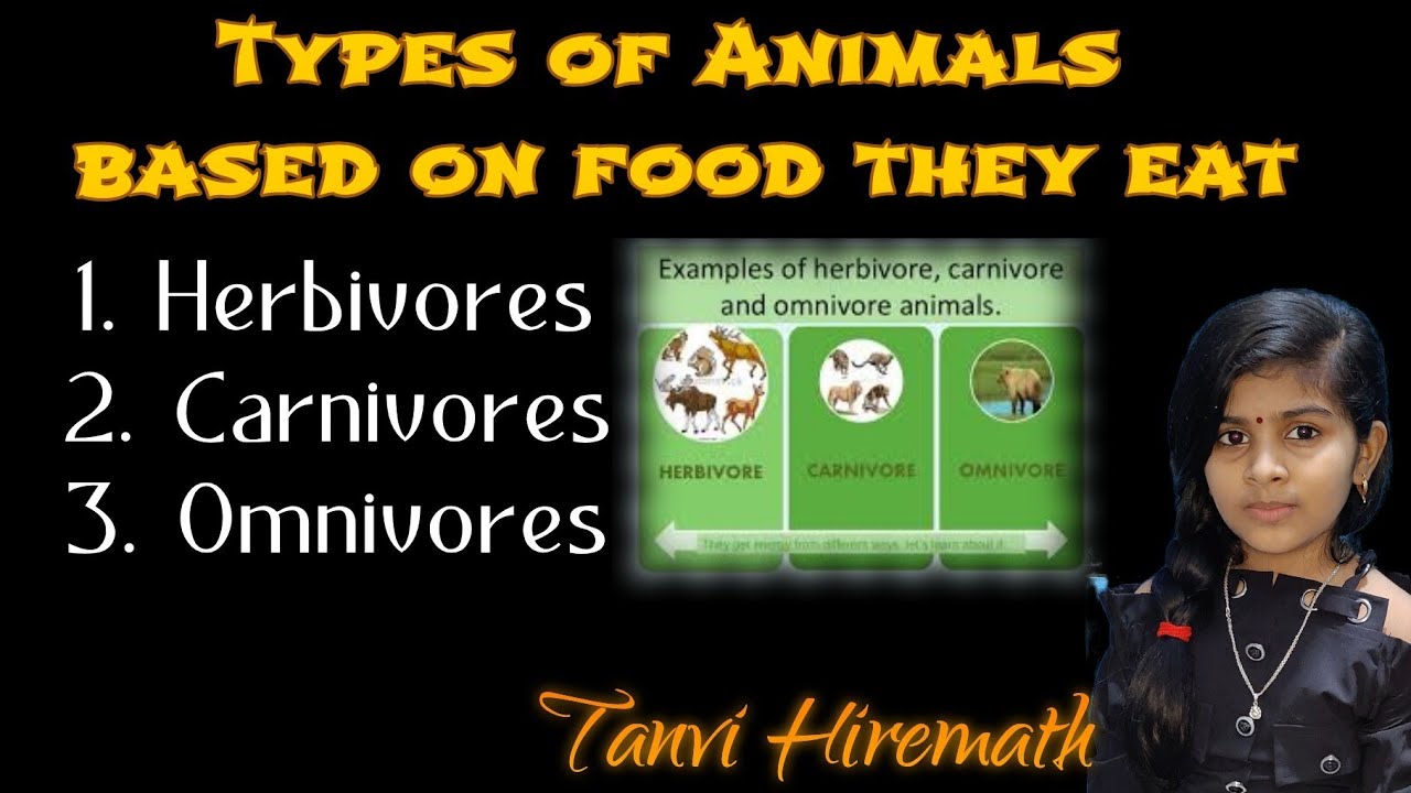 Types of animals based on food they eat. Herbivores, Carnivores ...